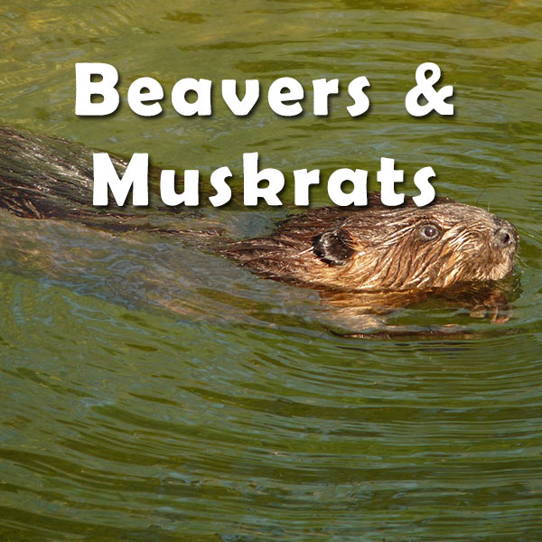 San Juan Wildlife - Colorado Animal Control & Wildlife Removal