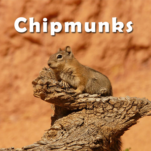 San Juan Wildlife - Colorado Animal Control & Wildlife Removal