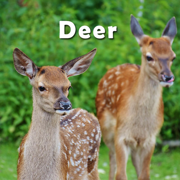 San Juan Wildlife - Colorado Animal Control & Wildlife Removal