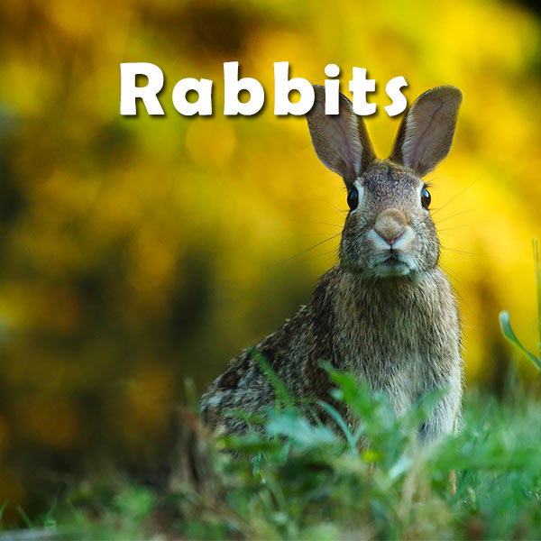 San Juan Wildlife - Colorado Animal Control & Wildlife Removal