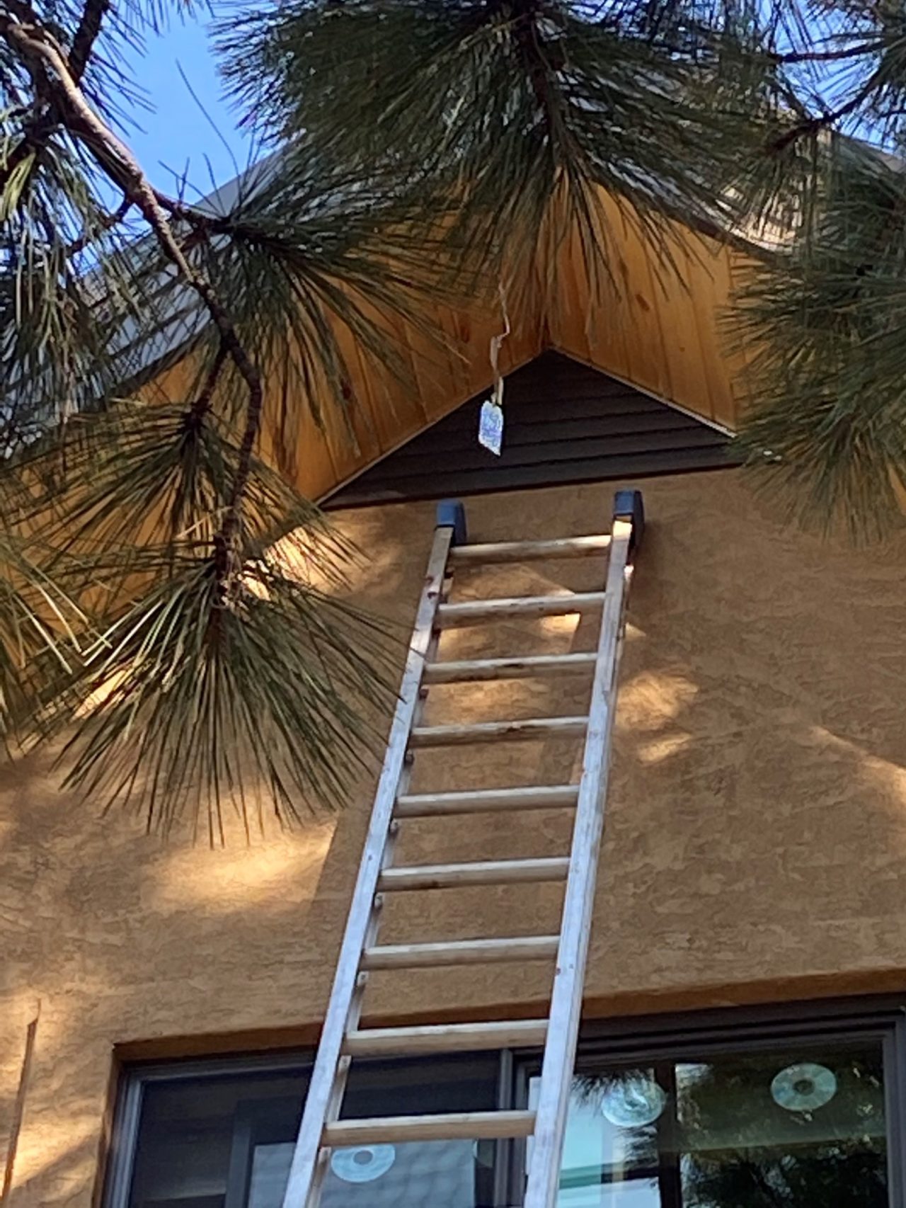 Bird Control in Southwest Colorado | San Juan Wildlife Services