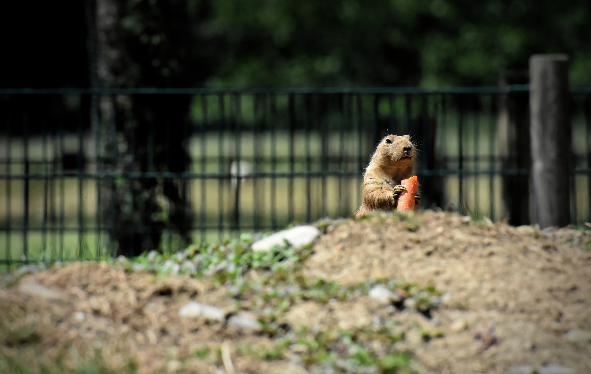 Prairie Dogs & the Plague | What You Need to Know